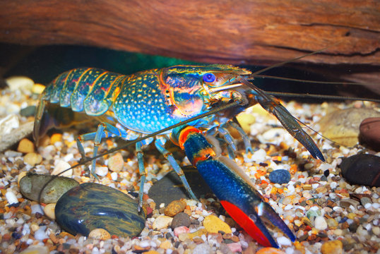 Rainbow Lobster