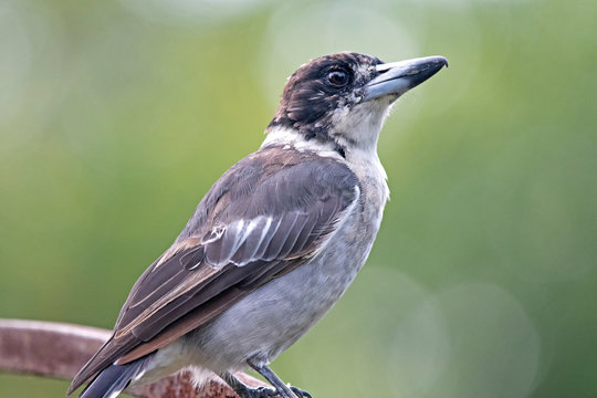Butcher-Bird Images – Browse 1,263 Stock Photos, Vectors, and Video ...