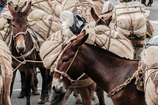 Mulas Images – Browse 2 Stock Photos, Vectors, and Video | Adobe Stock