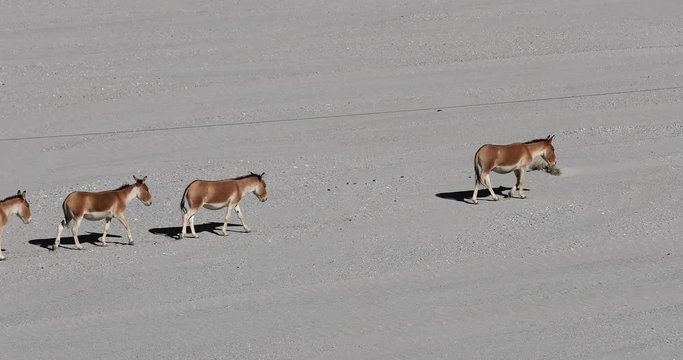รูปภาพKyang – เลือกดูภาพถ่ายสต็อก เวกเตอร์ และวิดีโอ72 | Adobe Stock