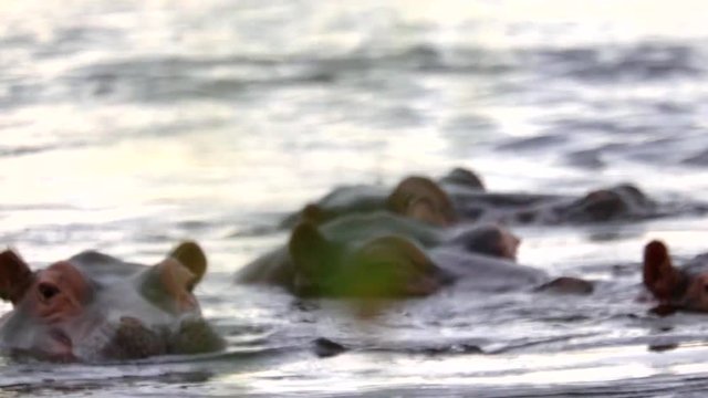 Quando Bilder – Durchsuchen 228 Archivfotos, Vektorgrafiken und Videos ...