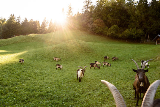 Stolidly bilder – Bläddra bland 1,314 stockfoton, vektorer och videor ...