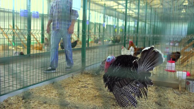 Turkey Farmer Images – Browse 67,097 Stock Photos, Vectors, and Video ...