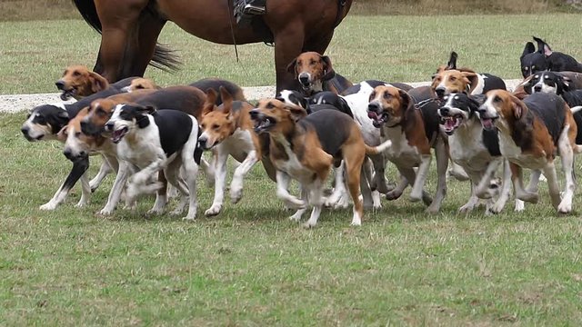 Fox Hunting Dogs