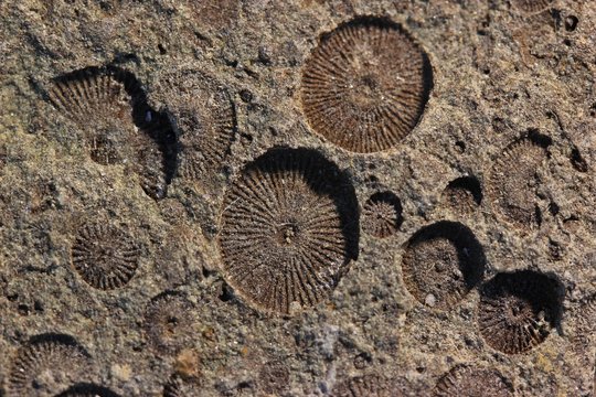 Crinoiden Bilder – Durchsuchen 3,204 Archivfotos, Vektorgrafiken und ...