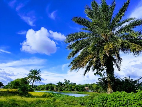 "Date Trees" Images – Browse 292 Stock Photos, Vectors, and Video ...