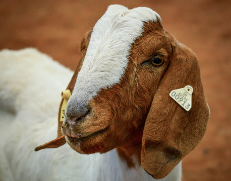 Reagle Bilder – Durchsuchen 42 Archivfotos, Vektorgrafiken und Videos ...