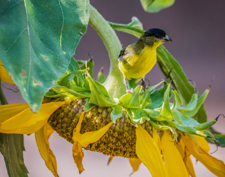 Reagle Images – Browse 42 Stock Photos, Vectors, and Video | Adobe Stock