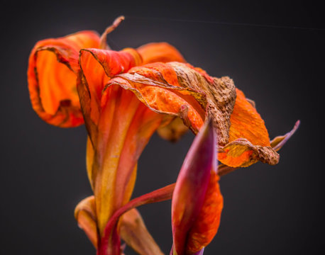 Reagle Images – Browse 42 Stock Photos, Vectors, and Video | Adobe Stock