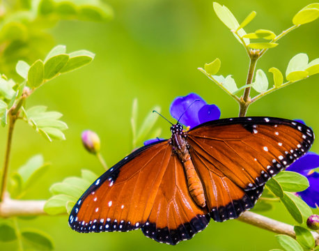 Reagle Images – Browse 42 Stock Photos, Vectors, and Video | Adobe Stock