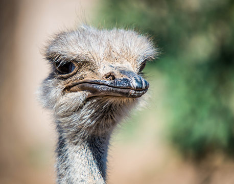 Reagle Images – Browse 42 Stock Photos, Vectors, and Video | Adobe Stock