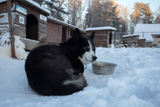 「Haskie」の写真素材 | 45件の無料イラスト画像 | Adobe Stock