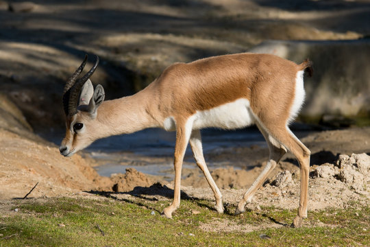 รูปภาพGacela – เลือกดูภาพถ่ายสต็อก เวกเตอร์ และวิดีโอ865 | Adobe Stock