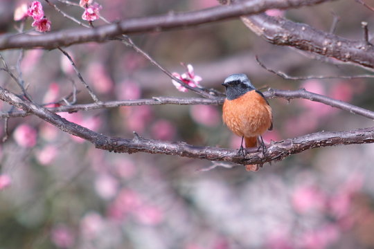 Otterrute Bilder – Durchsuchen 103 Archivfotos, Vektorgrafiken und ...