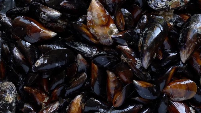 "Sea Mussels" Images – Browse 5,972 Stock Photos, Vectors, and Video ...