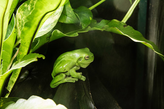 "Sapo Bilder – Durchsuchen 2,905 Archivfotos, Vektorgrafiken und Videos ...