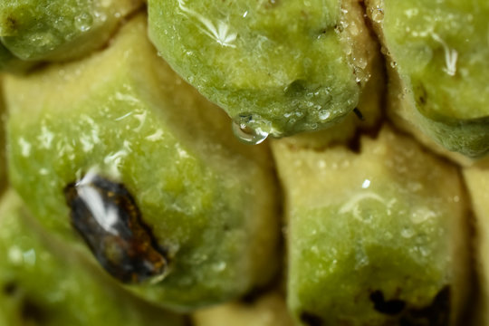 รูปภาพFruta-Do-Conde – เลือกดูภาพถ่ายสต็อก เวกเตอร์ และวิดีโอ112 ...