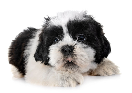 487 BEST "Shih Tzu Dog" IMAGES, STOCK PHOTOS & VECTORS | Adobe Stock