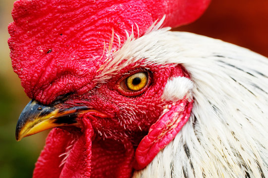 รูปภาพHahn – เลือกดูภาพถ่ายสต็อก เวกเตอร์ และวิดีโอ59,014 | Adobe Stock