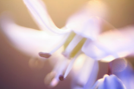 รูปภาพFlovers – เลือกดูภาพถ่ายสต็อก เวกเตอร์ และวิดีโอ2,784 | Adobe Stock