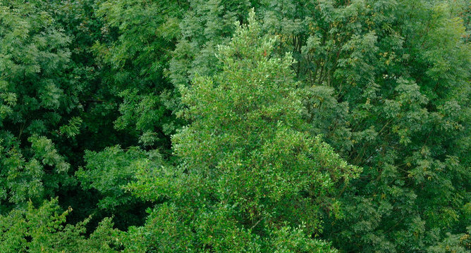 「Tropo」の写真素材 | 14件の無料イラスト画像 | Adobe Stock