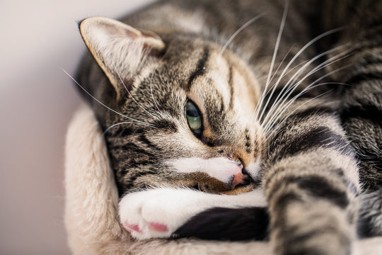 Imágenes de Kot: descubre bancos de fotos, ilustraciones, vectores y ...