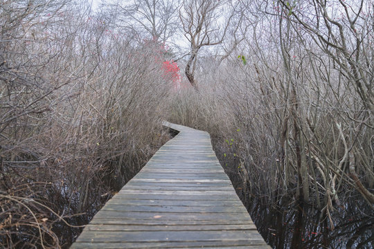 "Wood Path" Images – Browse 556 Stock Photos, Vectors, and Video ...