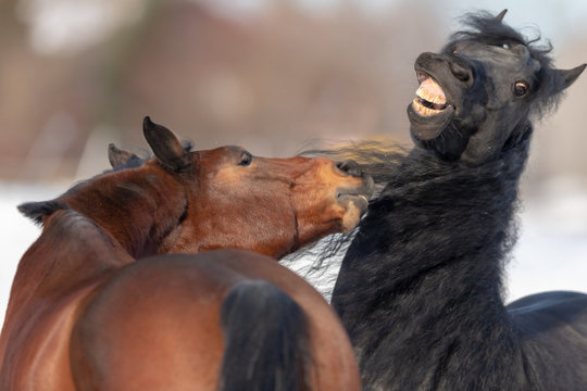 Squabble Images – Browse 20,406 Stock Photos, Vectors, and Video ...