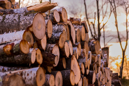 "Logging Operation" Bilder – Durchsuchen 97 Archivfotos, Vektorgrafiken ...