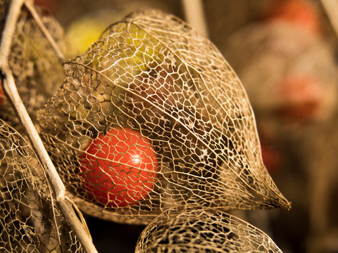 「Judenkirsche」の写真素材 | 380件の無料イラスト画像 | Adobe Stock