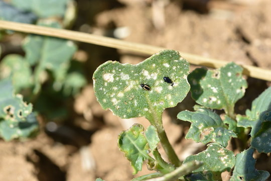 Altise-Bilder: Stock-Fotos & -Videos. | Adobe Stock