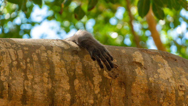 "Monkey Paw" Images – Browse 81 Stock Photos, Vectors, and Video ...