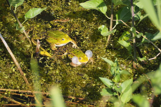 2,823 IMAGES, PHOTOS ET ILLUSTRATIONS VECTORIELLES STOCK APPROPRIÉES ...