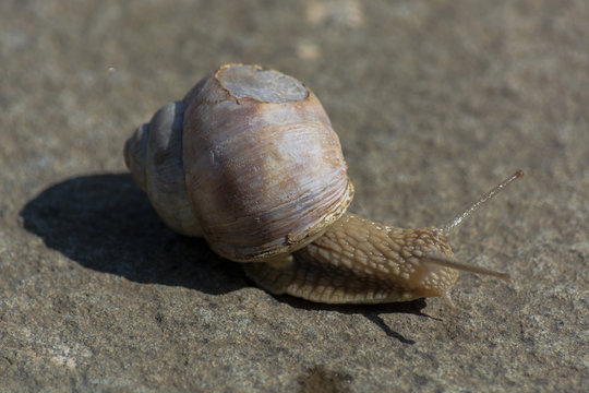 รูปภาพGastropode – เลือกดูภาพถ่ายสต็อก เวกเตอร์ และวิดีโอ339 | Adobe Stock