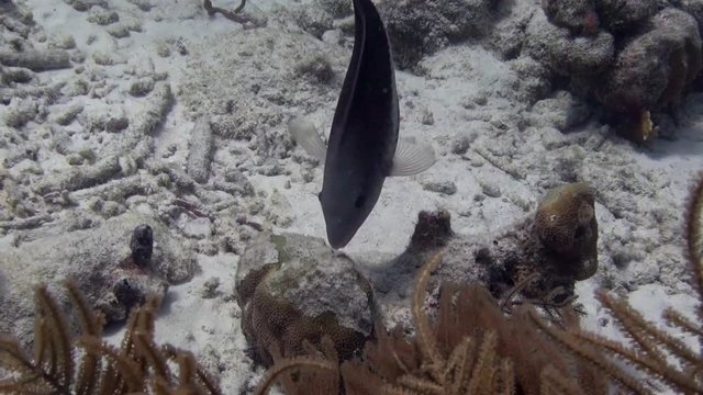 Pollyfish Imagens – Procure 6,867 fotos, vetores e vídeos | Adobe Stock