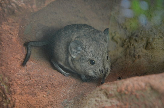 รูปภาพSengi – เลือกดูภาพถ่ายสต็อก เวกเตอร์ และวิดีโอ322 | Adobe Stock