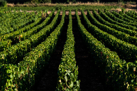 "Champ De Vigne" 影像 – 瀏覽 275 個素材庫相片、向量圖和影片 | Adobe Stock