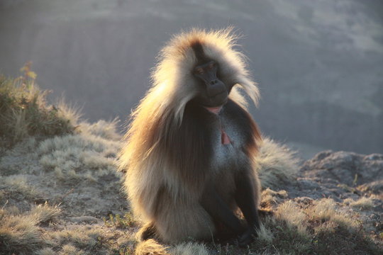 Pawian Bilder – Durchsuchen 249 Archivfotos, Vektorgrafiken und Videos ...