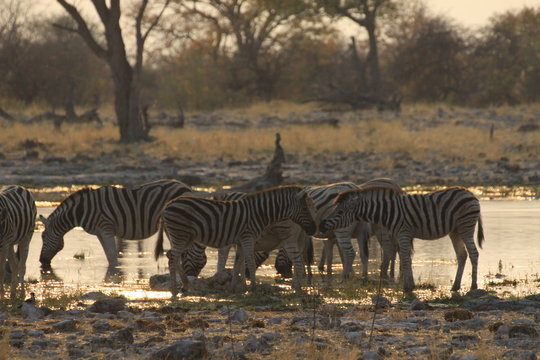 Zebr Images – Browse 60 Stock Photos, Vectors, and Video | Adobe Stock