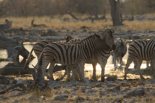 Zebr Images – Browse 60 Stock Photos, Vectors, and Video | Adobe Stock