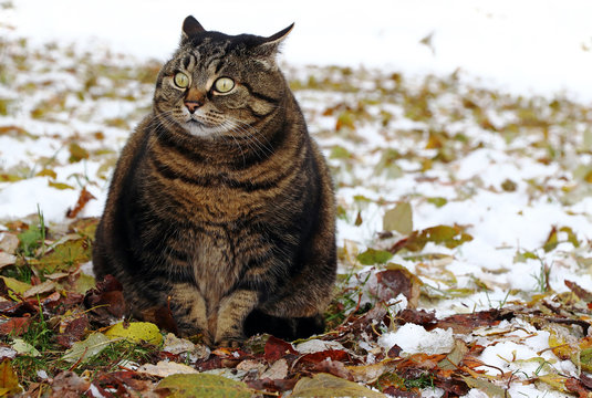 Lustige Fette Katzen