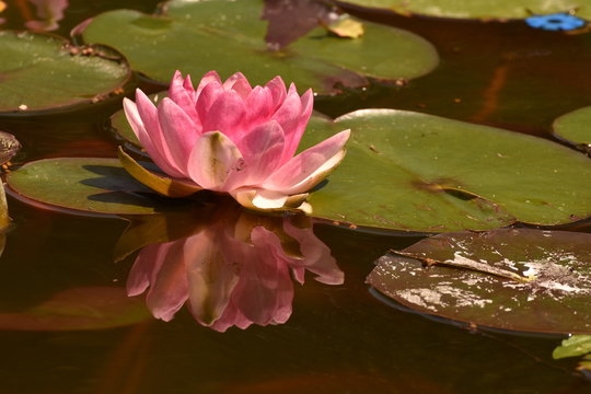 Nufar Bilder – Durchsuchen 33 Archivfotos, Vektorgrafiken und Videos ...