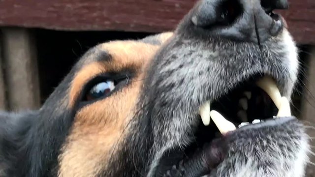 Obrázky Evil Dog – procházejte fotografie, vektory a videa 13,358 ...