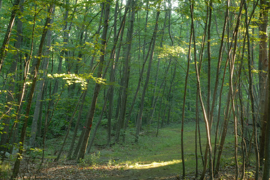 Connors Images – Browse 21 Stock Photos, Vectors, and Video | Adobe Stock