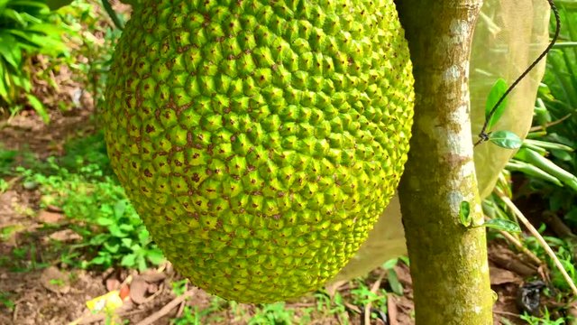 Jakfruit Images – Browse 487 Stock Photos, Vectors, and Video | Adobe Stock