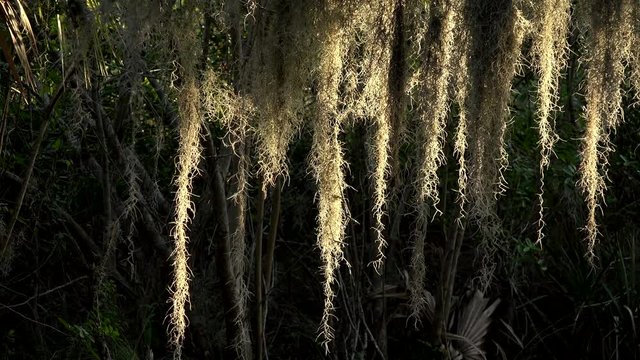 Moss Hanging Images – Browse 7,417 Stock Photos, Vectors, and Video ...