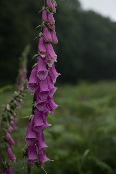 "Zygomorphe-Bilder: Stock-Fotos & -Videos. | Adobe Stock