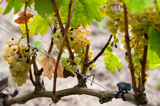 "Produit Bio" bilder – Bläddra bland 1,450 stockfoton, vektorer och ...