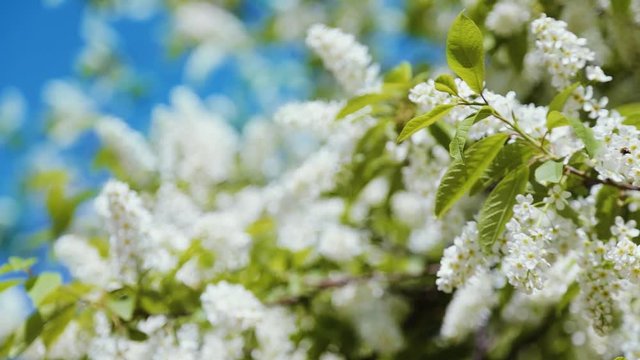 Marching Bea Stock Videos – 5 HD & 4K Footage Clips | Adobe Stock