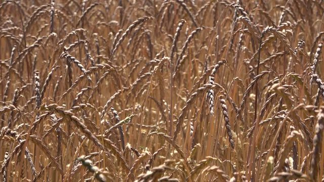 「Spelz」の画像 - 163 件の Stock 写真、ベクターおよびビデオ | Adobe Stock